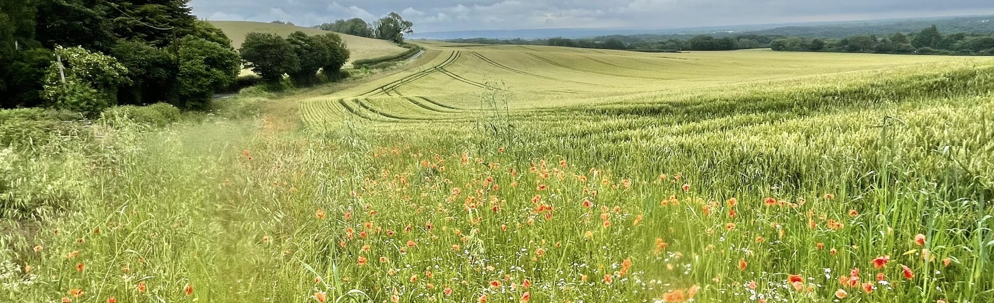 Meopham Green Circular Route, Kent, England - 38 Reviews, Map | AllTrails