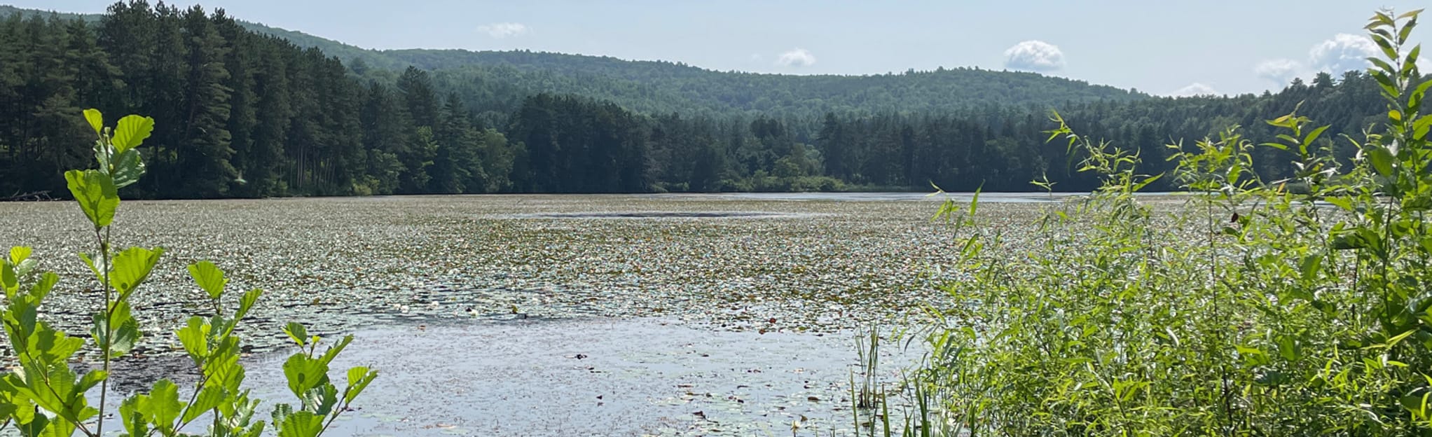 Quechee Gorge Dewey Pond Trail, Vermont - 730 Reviews, Map | AllTrails
