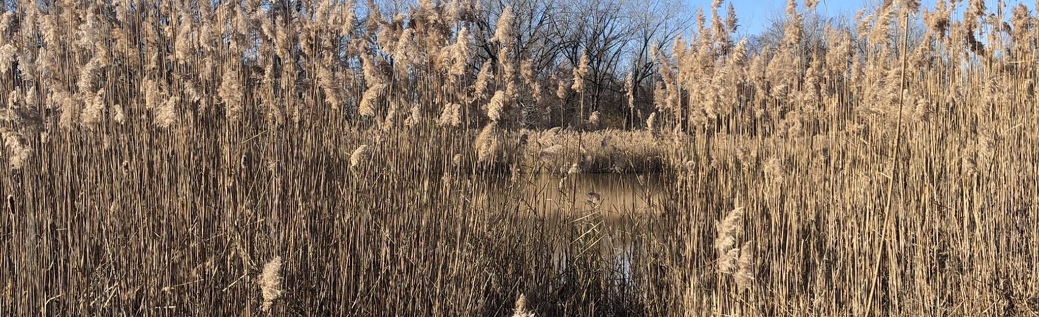 Mariner's Marsh Loop: 3 Reviews, Map - New York | AllTrails