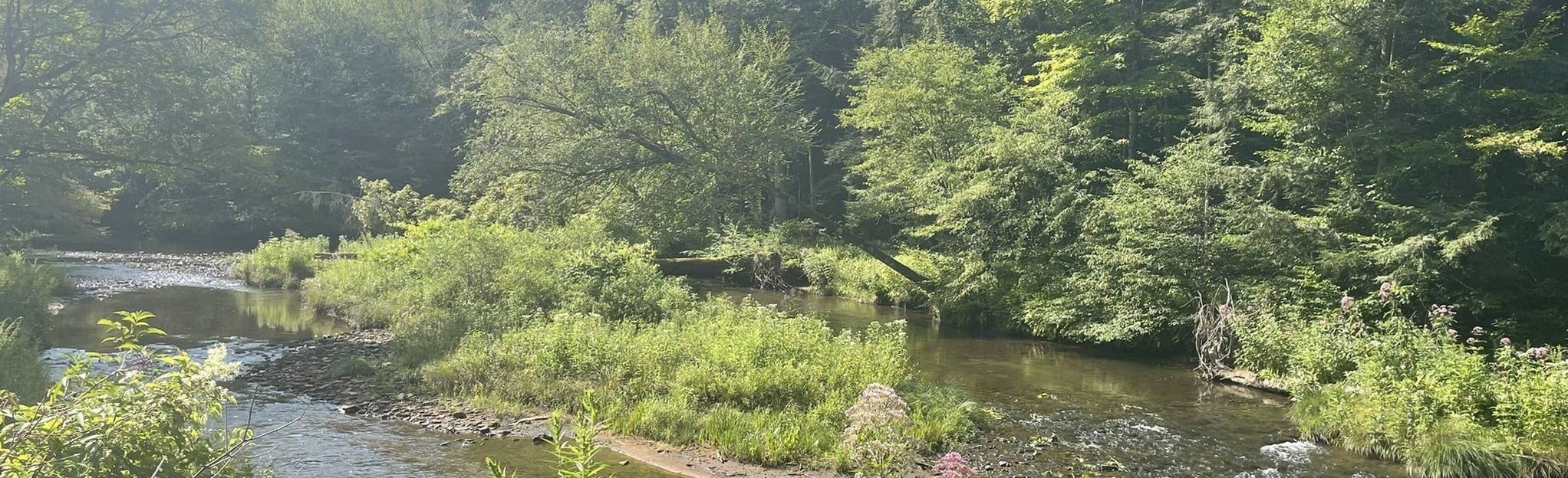 Kinzua Creek Trail From Westline: 50 Reviews, Map - Pennsylvania ...