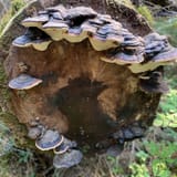 Nooksack Cirque Trail, Washington - 100 Reviews, Map | AllTrails