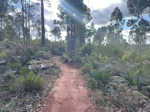 10 Best Hikes and Trails in Lane Poole Reserve | AllTrails