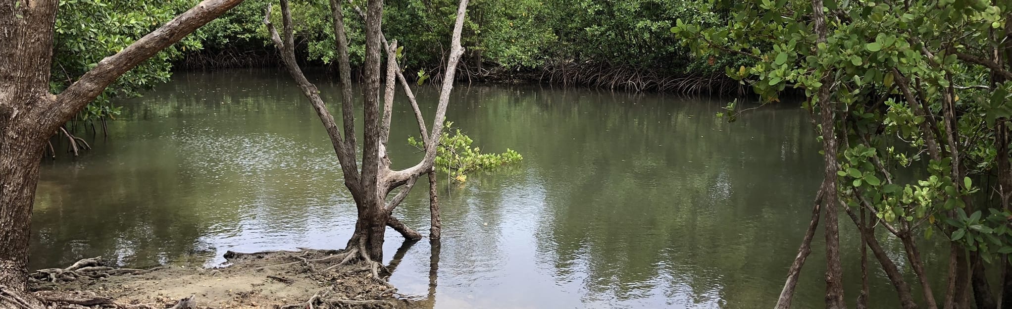 Oleta River State Park Trail: 721 Reviews, Map - Florida | AllTrails