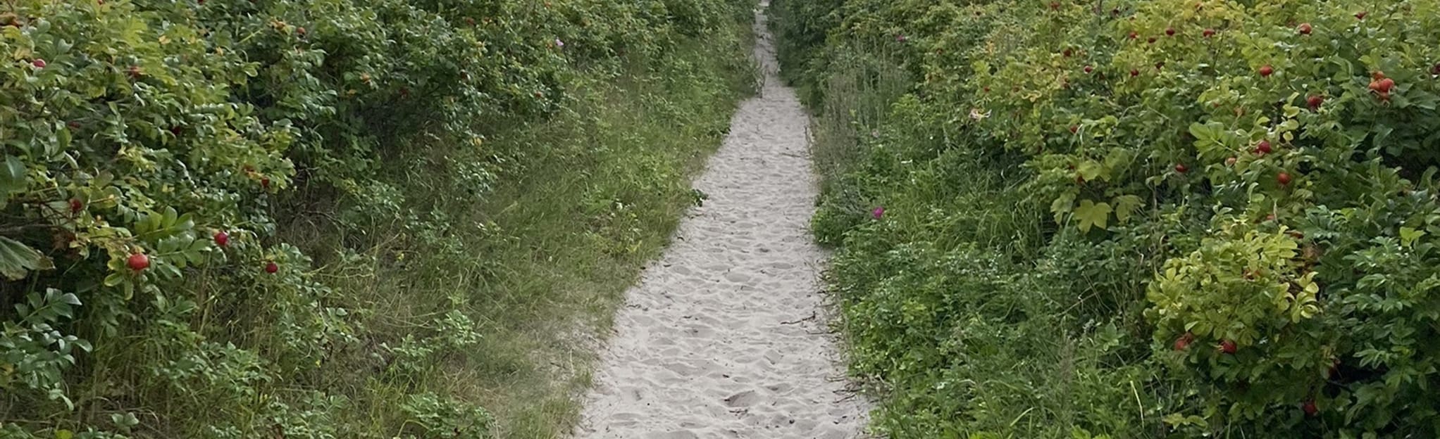 Bellevue Strand: 8 Reviews, Map - Central Denmark, Denmark | AllTrails