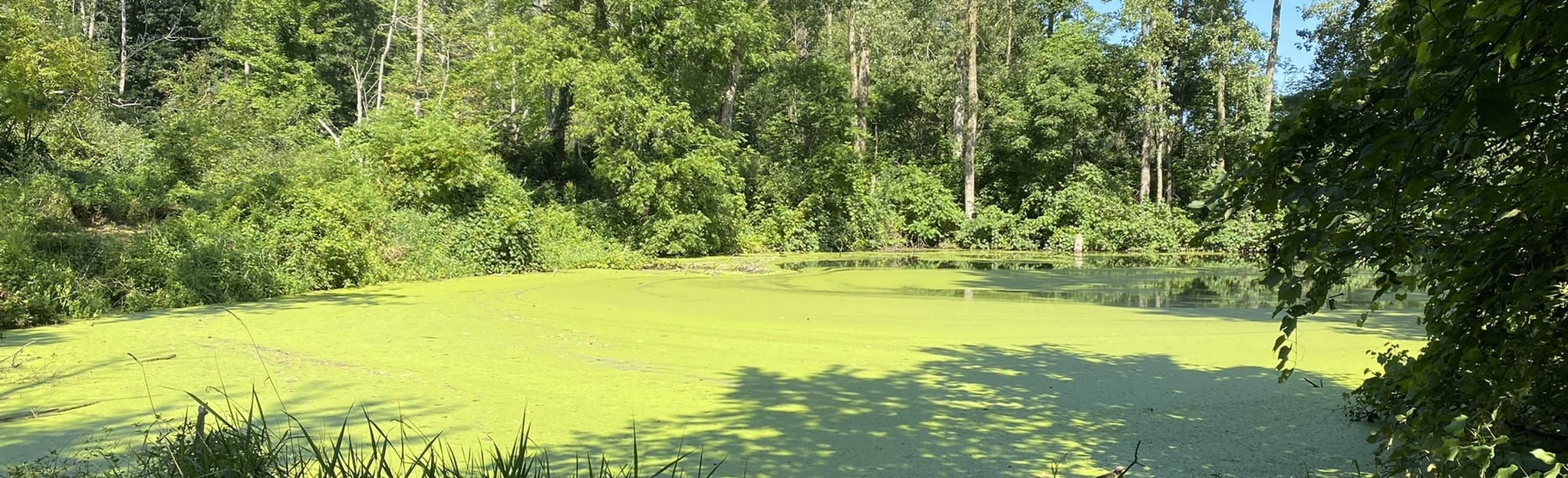 Flattening the Curve, Definite Mabee, and One for the Vine Loop ...