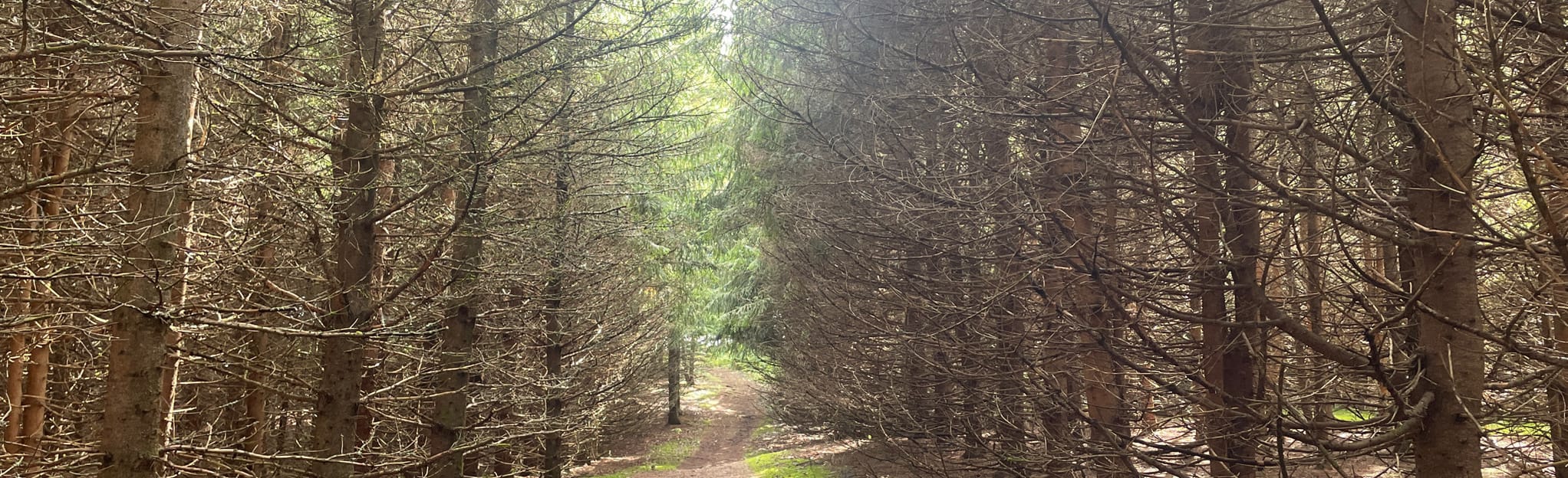 Piopolis Walk, Quebec, Canada - 33 Reviews, Map | AllTrails