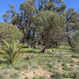 Neerabup Nature Reserve, Western Australia, Australia - 32 Reviews, Map ...