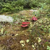 Lost Lake via Primrose Trail, Alaska - 238 Reviews, Map | AllTrails