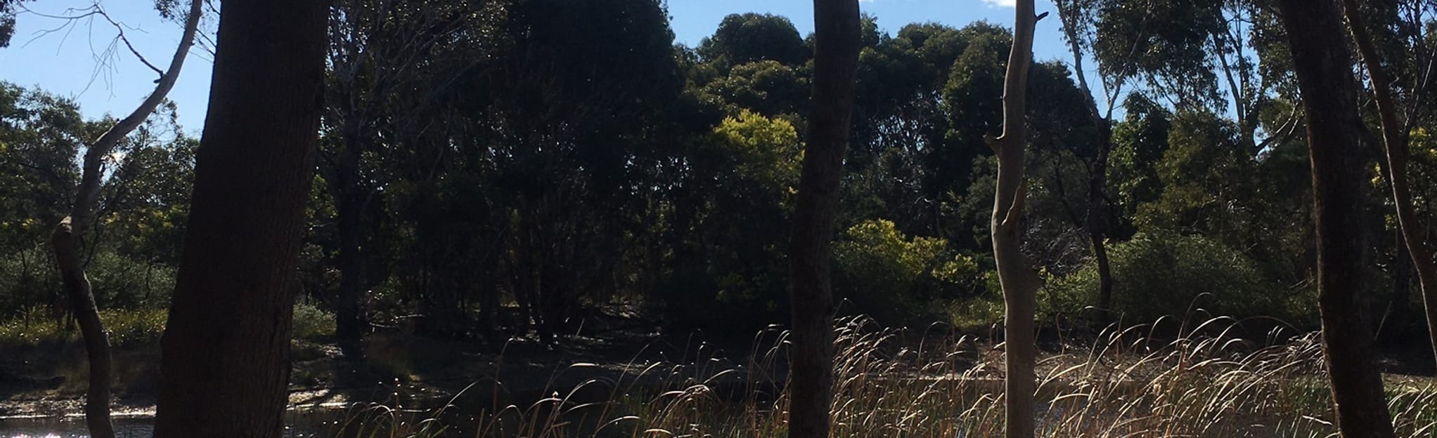 Ocean Grove Nature Reserve Perimeter Loop: 17 Reviews, Map - Victoria ...