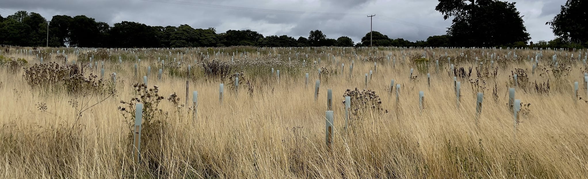 Blithfield Reservoir Blue and Yellow Circular Walk: 118 foto's ...