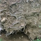 Nebo Ridge Trail, Indiana - 196 Reviews, Map | AllTrails