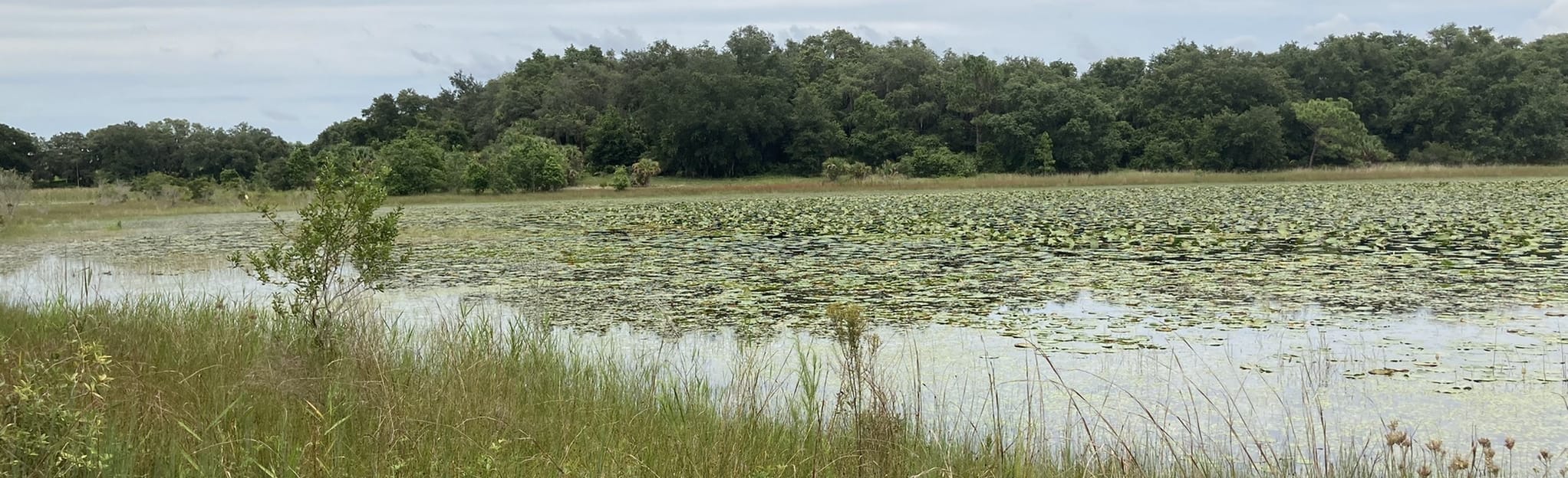 Bent Pine Trail Loop via Sawgrass Causeway | Map, Guide - Florida ...