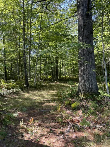 Best Hikes and Trails in Higgins Lake | AllTrails