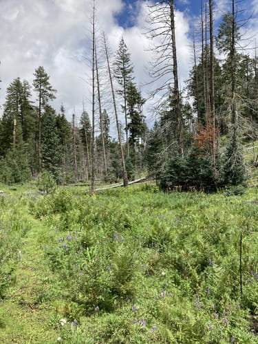 2023 Best trails in Blue Range Primitive Area | AllTrails