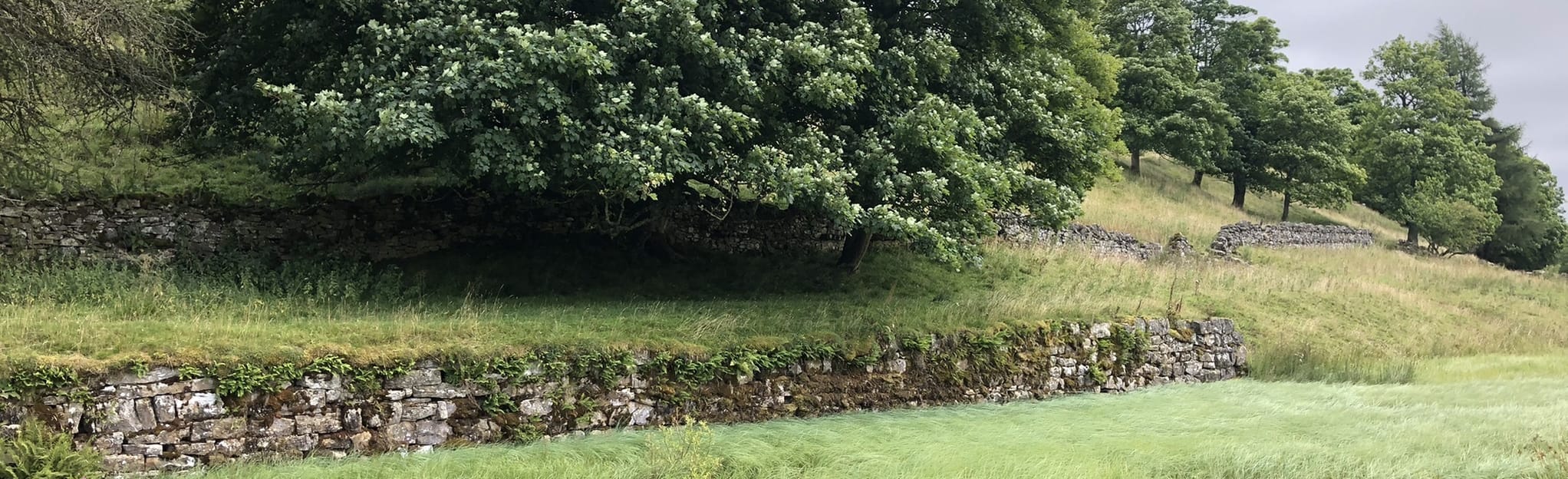 Slitt Wood and West Rigg Geotrail, County Durham, England - 58 Reviews ...