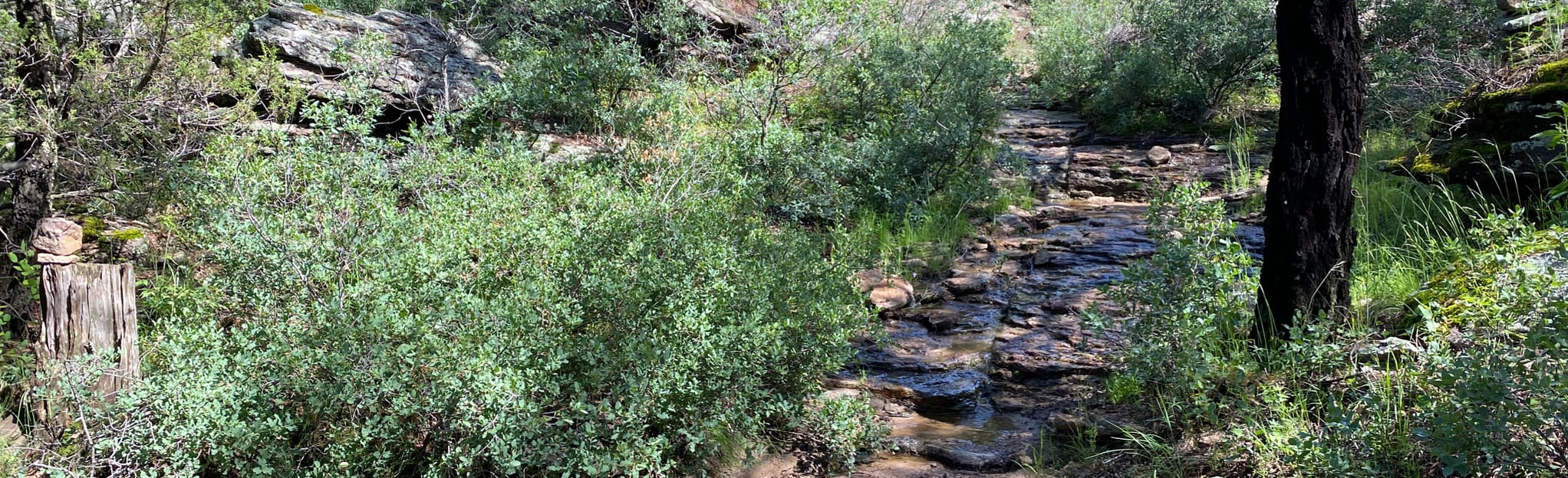 Circuito Chuchupate, Chihuahua, Mexico - 2 Reviews, Map | AllTrails