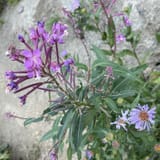 Monogram Lake Trail, Washington - 87 Reviews, Map | AllTrails