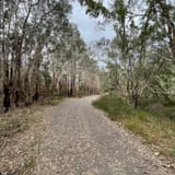 Lake Weyba Forest Loop, Queensland, Australia - 38 Reviews, Map | AllTrails