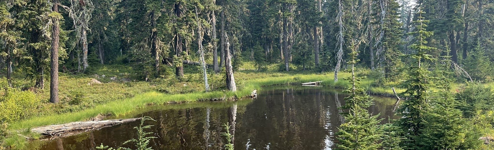 Pigtail Peak via White Pass, Washington - 19 Reviews, Map | AllTrails