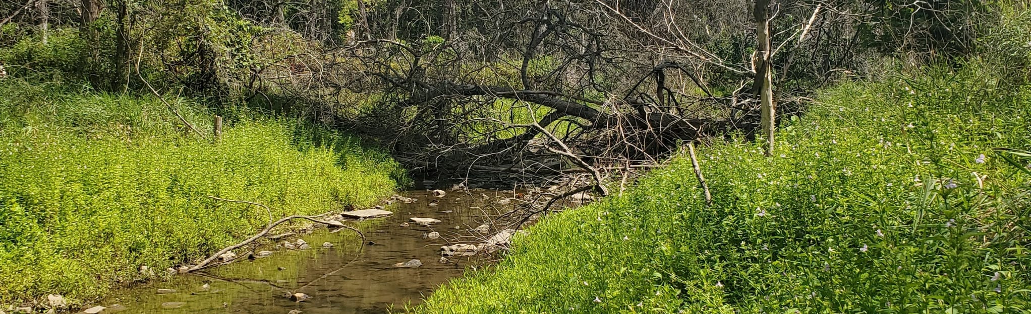 Clinton Lake North Shore Loop, Kansas - 294 Reviews, Map | AllTrails