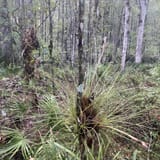 Richloam Wildlife Management Area, Florida - 61 Reviews, Map | AllTrails