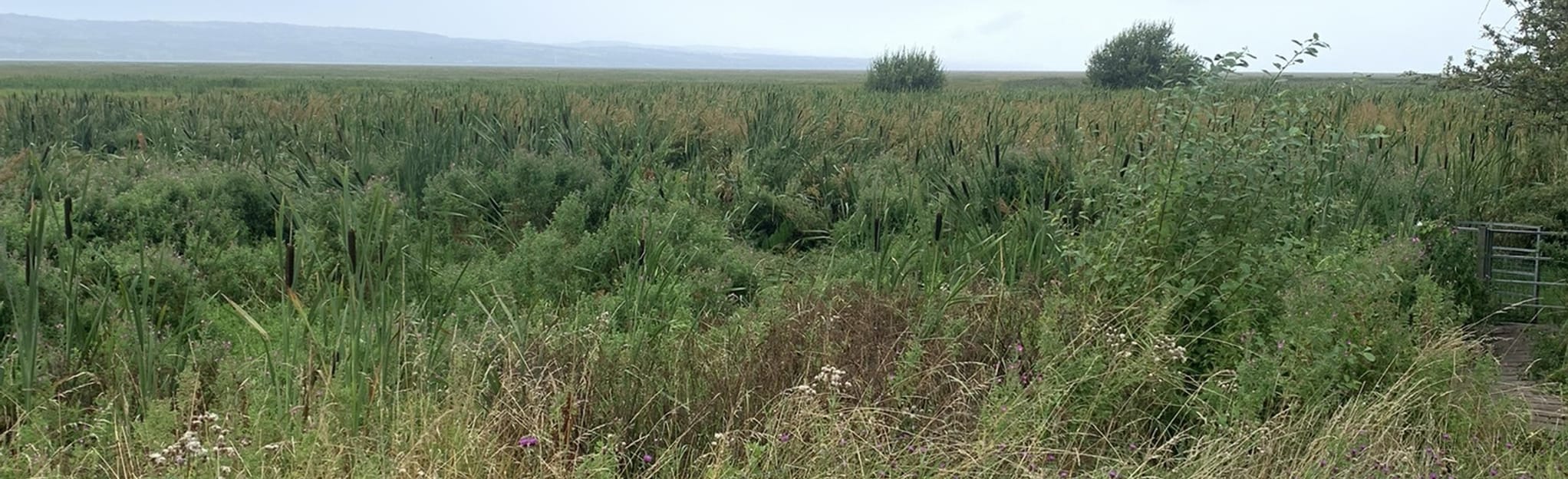 Parkgate and Wirral Country Park Circular | Map, Guide - Cheshire ...