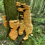 Tanbark Trail, Pennsylvania - 141 Reviews, Map | AllTrails