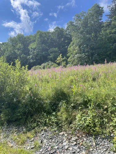 Best Hikes and Trails in Pikes Bridge Road Conservation Area | AllTrails