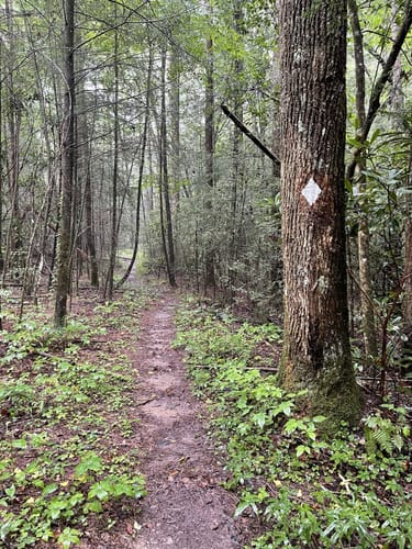 2023 Best 10 Walking Trails in Blue Ridge | AllTrails