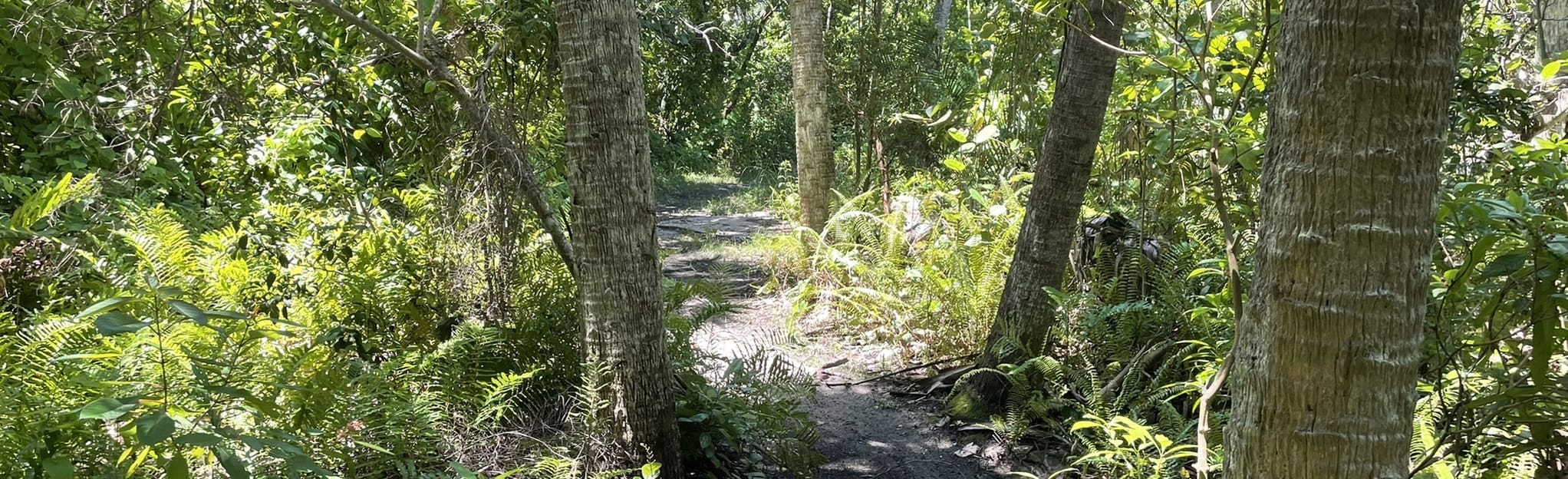 Periwinkle Preserve Trail, Florida - 4 Reviews, Map | AllTrails