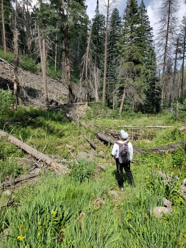 2023 Best trails in Blue Range Primitive Area | AllTrails