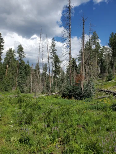 Best Hikes and Trails in Blue Range Primitive Area | AllTrails