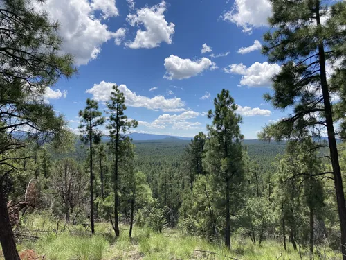 Best Hikes and Trails in Pinetop-Lakeside | AllTrails