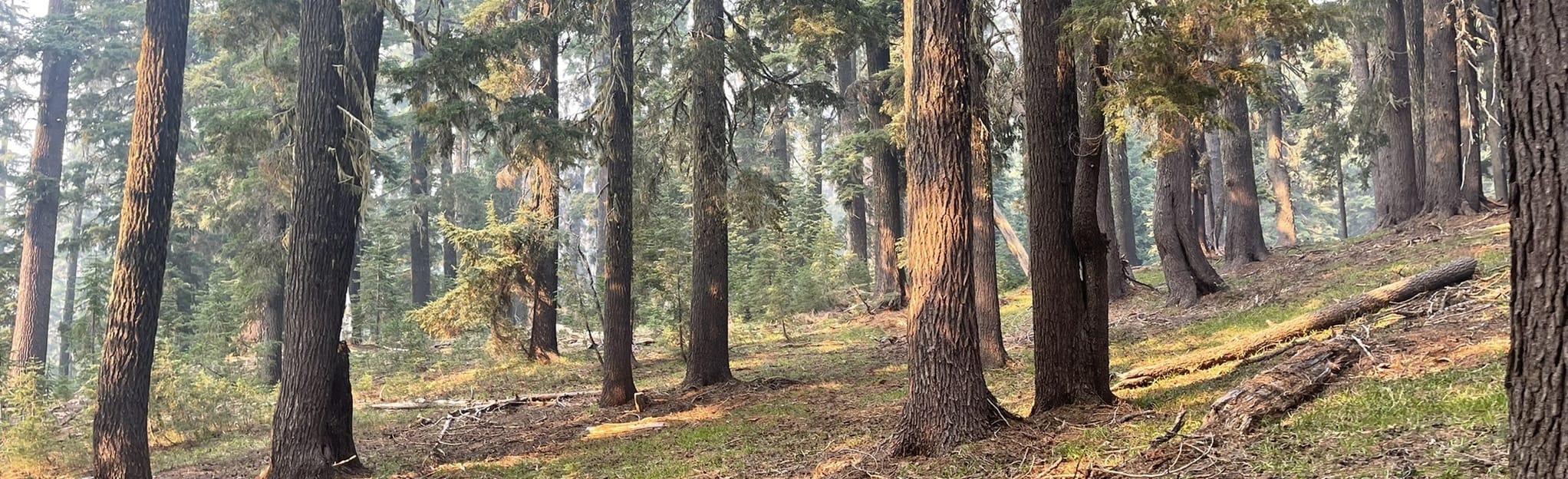 Pacific Crest Trail to Pumice Flat Trail, Oregon - 23 Reviews, Map ...