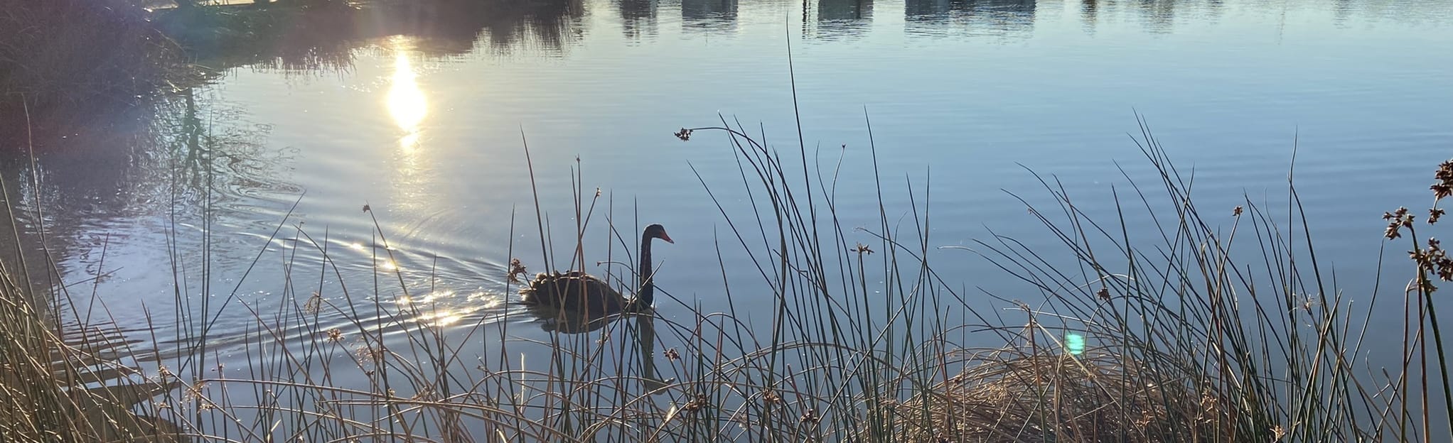 Lake Caroline Loop, Victoria, Australia - 45 Reviews, Map | AllTrails