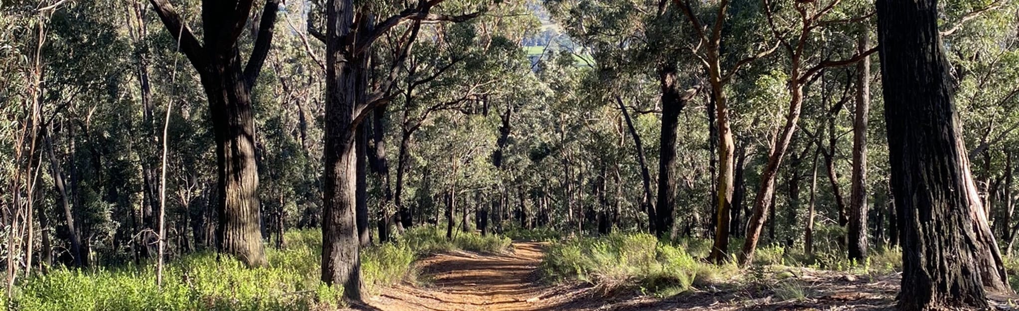 Mount Little Joe Track : 99 Reviews, Map - Victoria, Australia | AllTrails