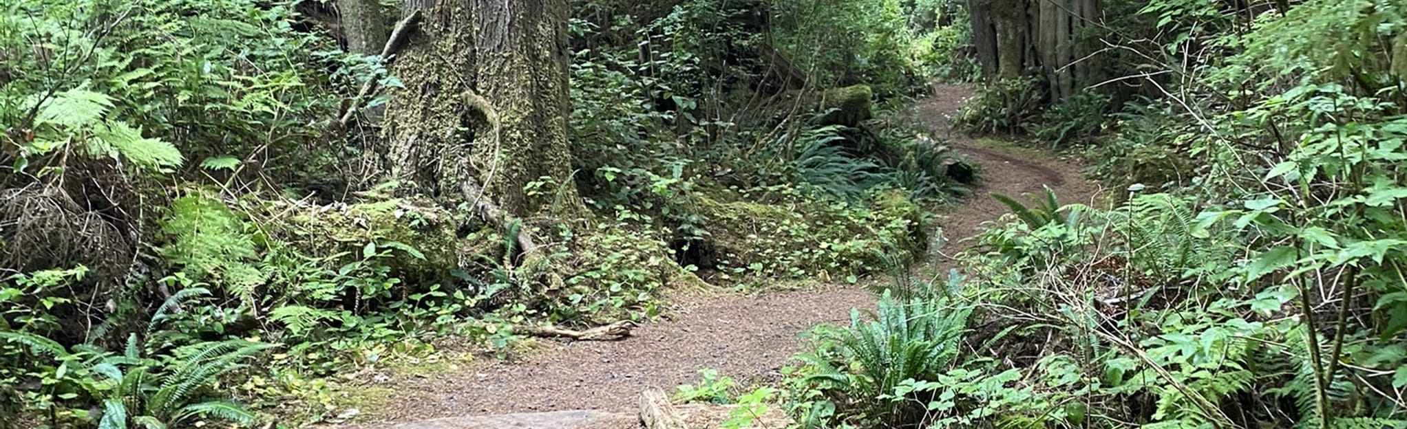 Kalaloch Creek Nature Trail | Map, Guide - Washington | AllTrails