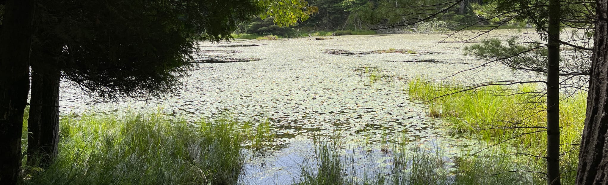 Bear Pond Trail, New York - 14 Reviews, Map | AllTrails