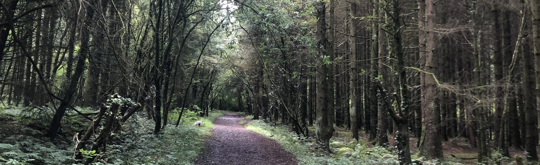 Coed Parc-y-Van and Wern Ddu Circular: 13 Reviews, Map - Caerphilly ...