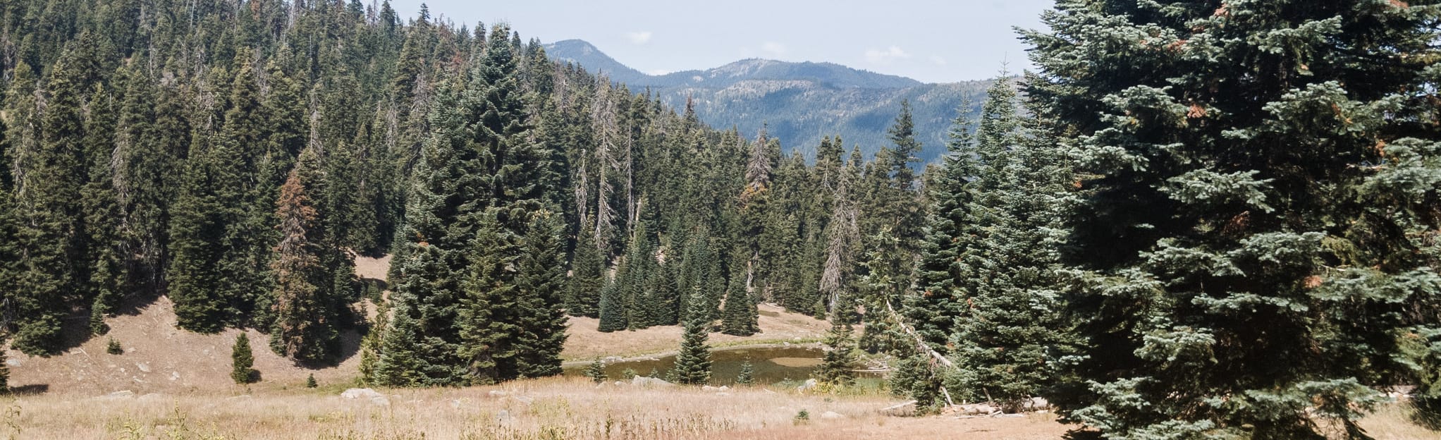 Hinkle Lake Trail - Oregon | AllTrails