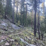 Cabin Loop Trail, Arizona - 226 Reviews, Map | AllTrails