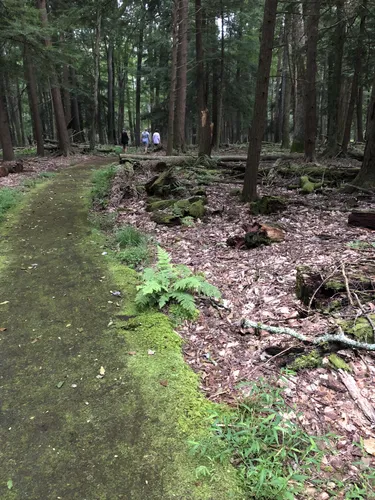 Best Easy Trails in Cook Forest State Park | AllTrails