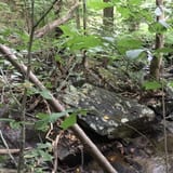 Matildaville Trail, Virginia - 209 Reviews, Map | AllTrails