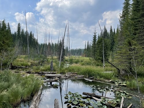 Best Hikes and Trails in Genelle | AllTrails