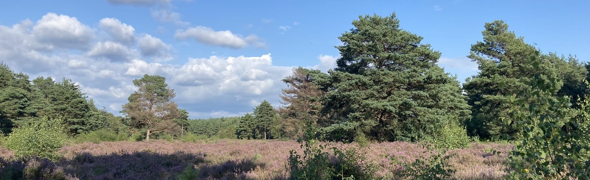 Horsell Common Short Circular, Surrey, England - 9 Reviews, Map | AllTrails