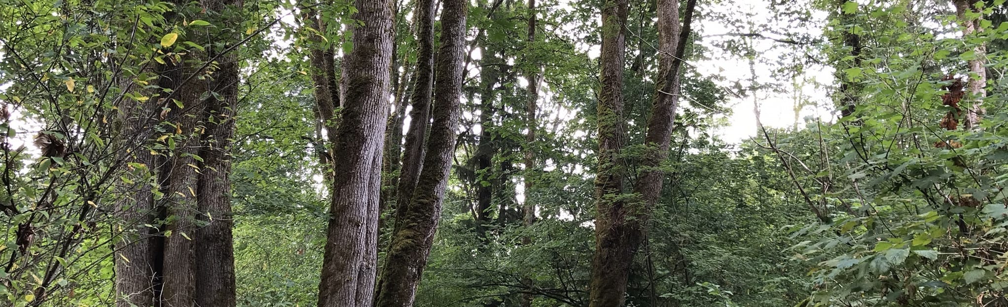 West Forest Trails Wetlands: 41 Reviews, Map - British Columbia, Canada ...