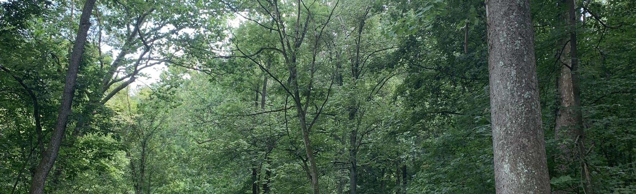 Mingo Creek Hemlock Trail, Pennsylvania - 56 Reviews, Map | AllTrails