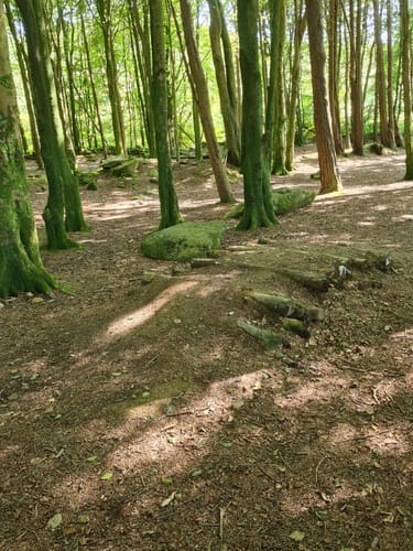 Best Hikes and Trails in John F. Kennedy Arboretum | AllTrails