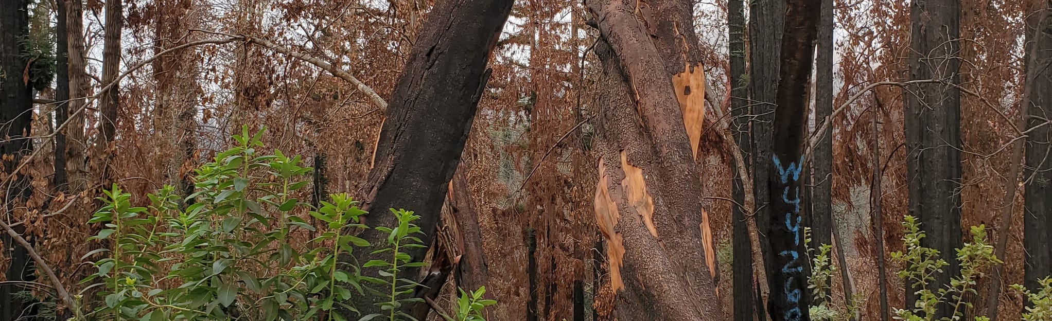 Tanbark Loop Trail and Buzzard's Roost Loop [FECHADO]: 32 fotos ...