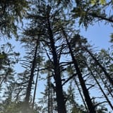 Magness Tree Farm Perimeter Loop, Oregon - 116 Reviews, Map | AllTrails